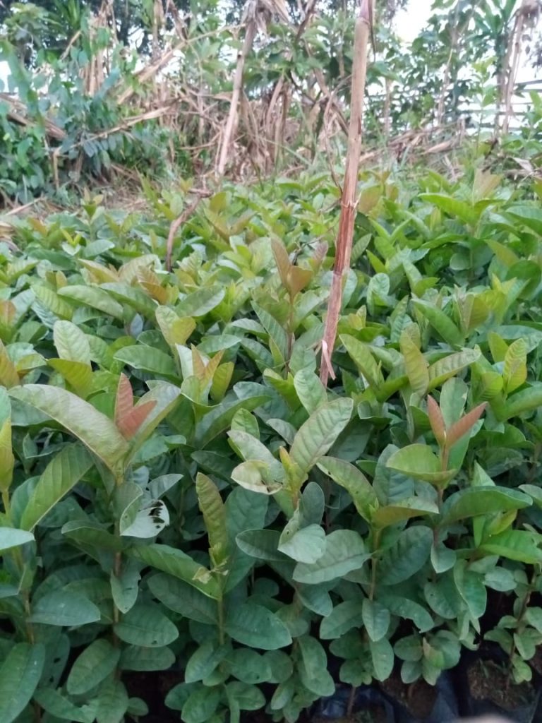Guava seedlings - Meridian Seeds and Nursery Ltd.